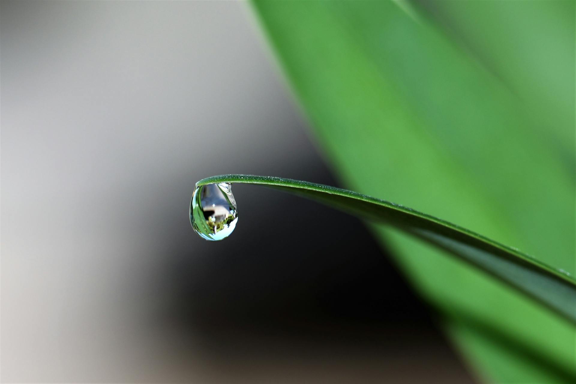 Unveiling the Power of Raindrop Technique®: A Journey Through Ancient ...